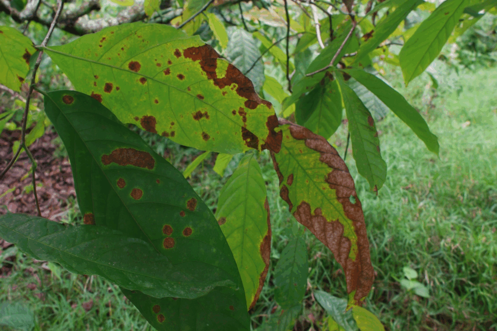 🍫🦠 Como Reconocer y plan de manejo de la Enfermedad en Cacao ...
