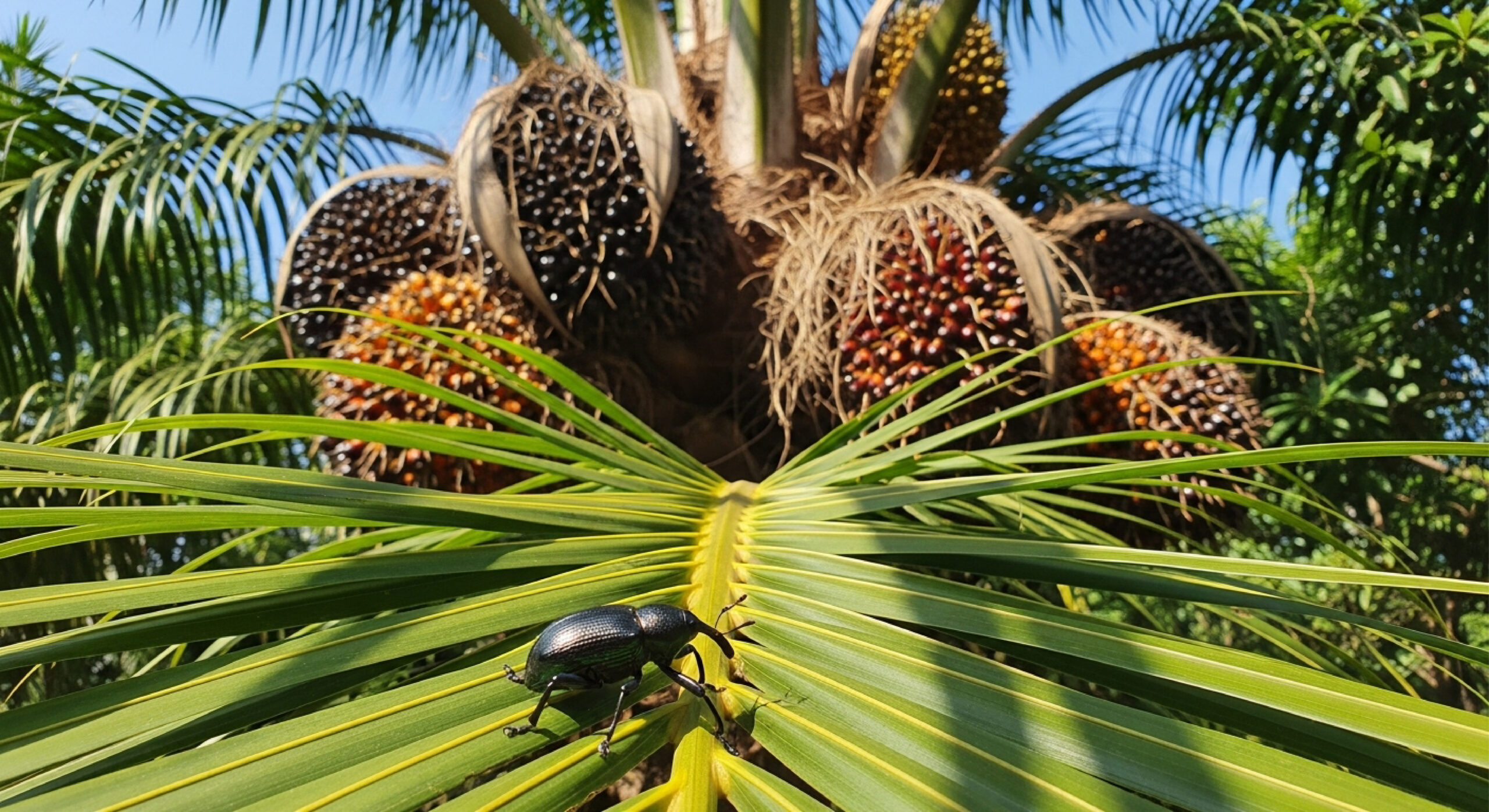 🪲 COMO RECONOCER Y MANEJO DE PICUDOS EN PALMA - Agro Link - Ecuador